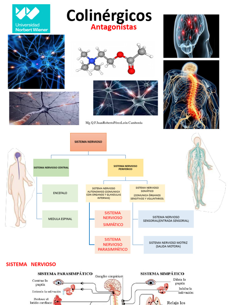 Antagonistas Colinérgicos y Usos | PDF | Acetilcolina | Unión neuromuscular