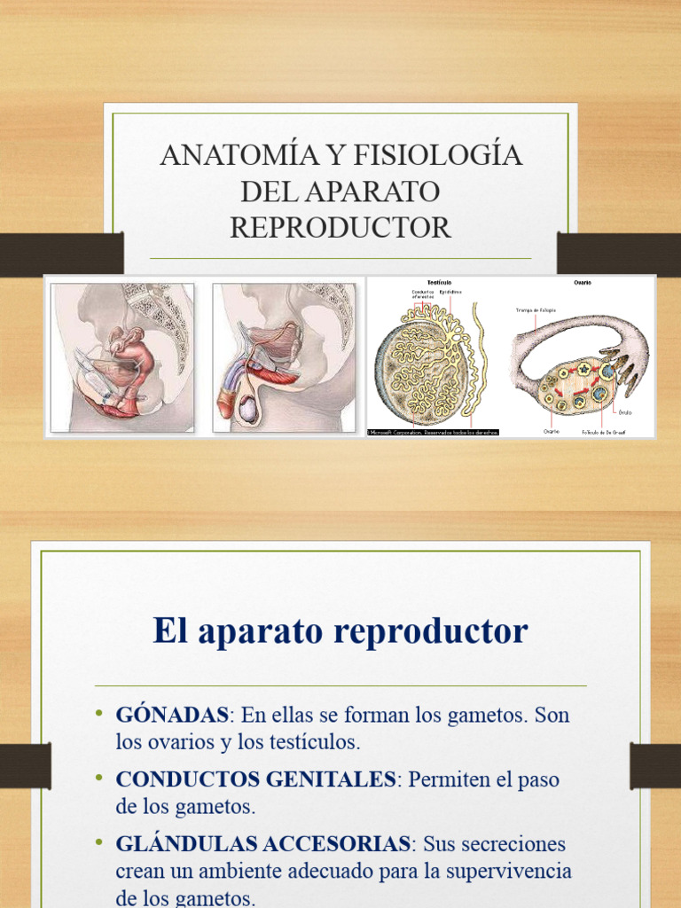 Aparato Masculino Femenino | PDF | Sistema reproductivo | Testículo