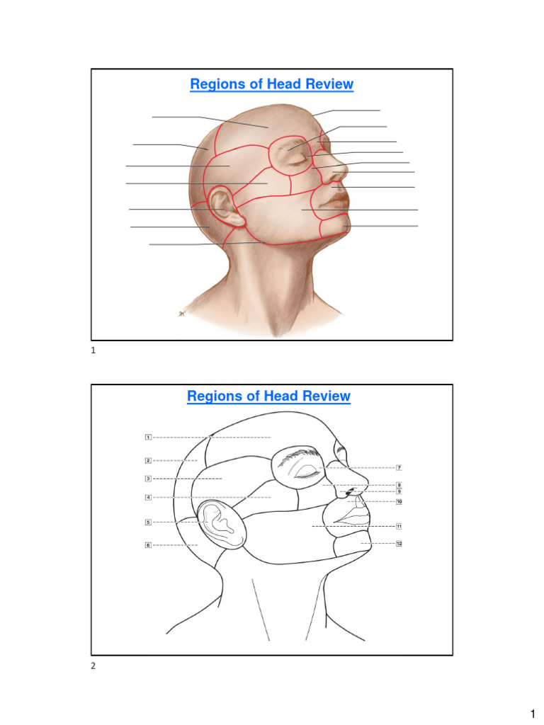 Head & Neck Anatomy | PDF | All Rights Reserved | Face