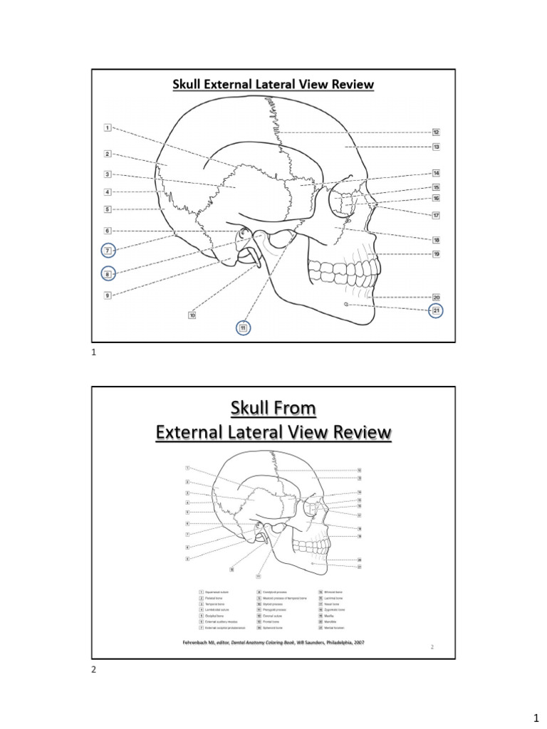 Practice Diagrams Skeletal System | Download Free PDF | Skull | Human Head And Neck