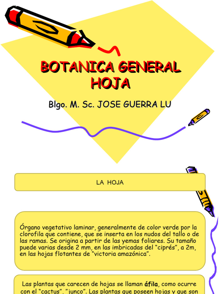 Botanica General Hoja Ok | PDF | Hoja | Tallo de la planta Botanica General Hoja Ok | PDF | Hoja | Tallo de la planta