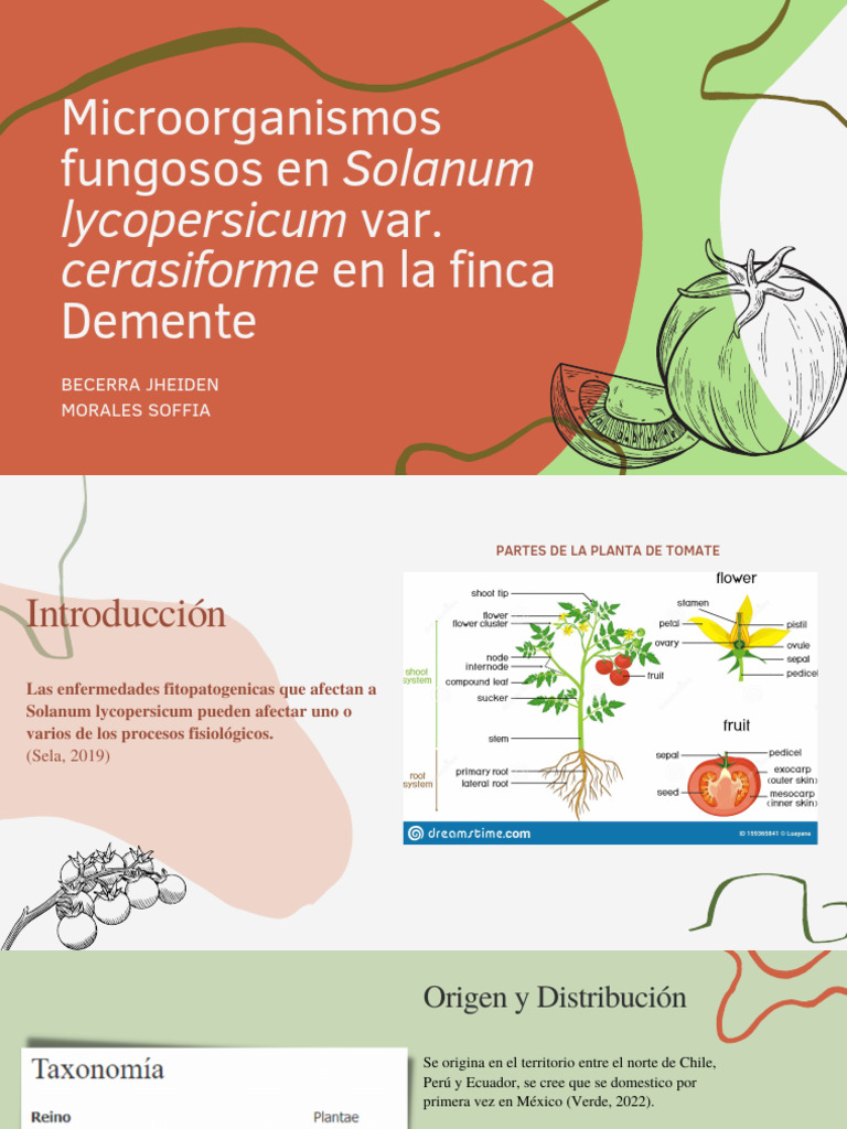 Tomate Becerra Morales IC2 | PDF | Tomate | Tallo de la planta