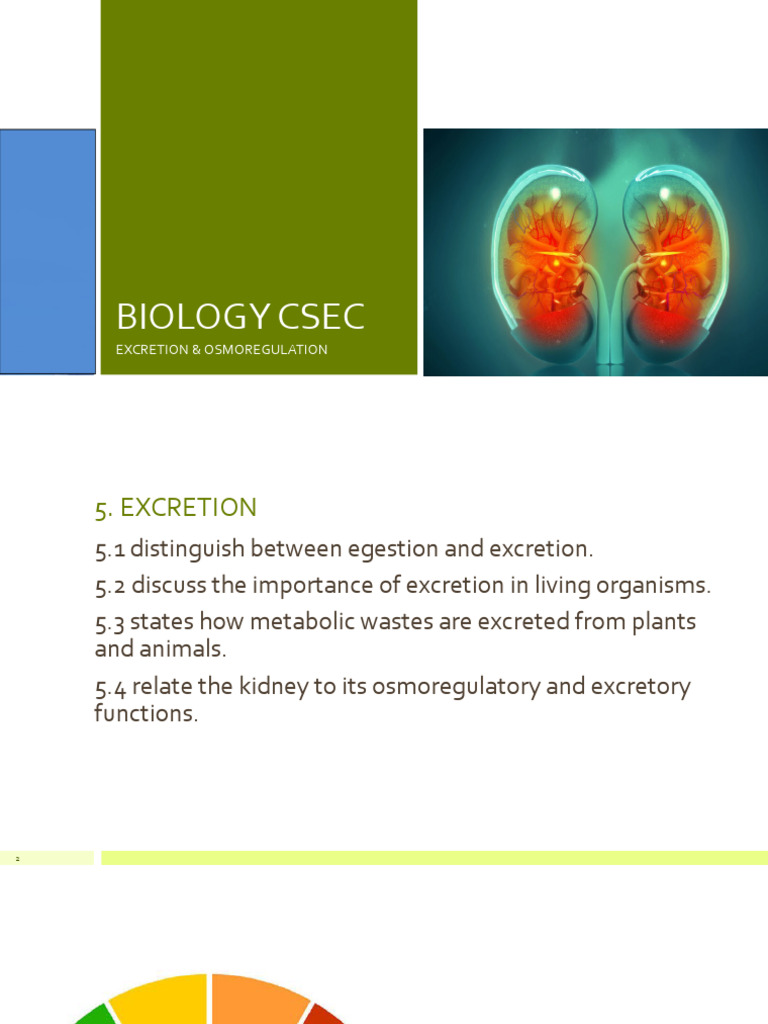 Excretion & Osmoregulation Guide | PDF | Excretion | Physiology