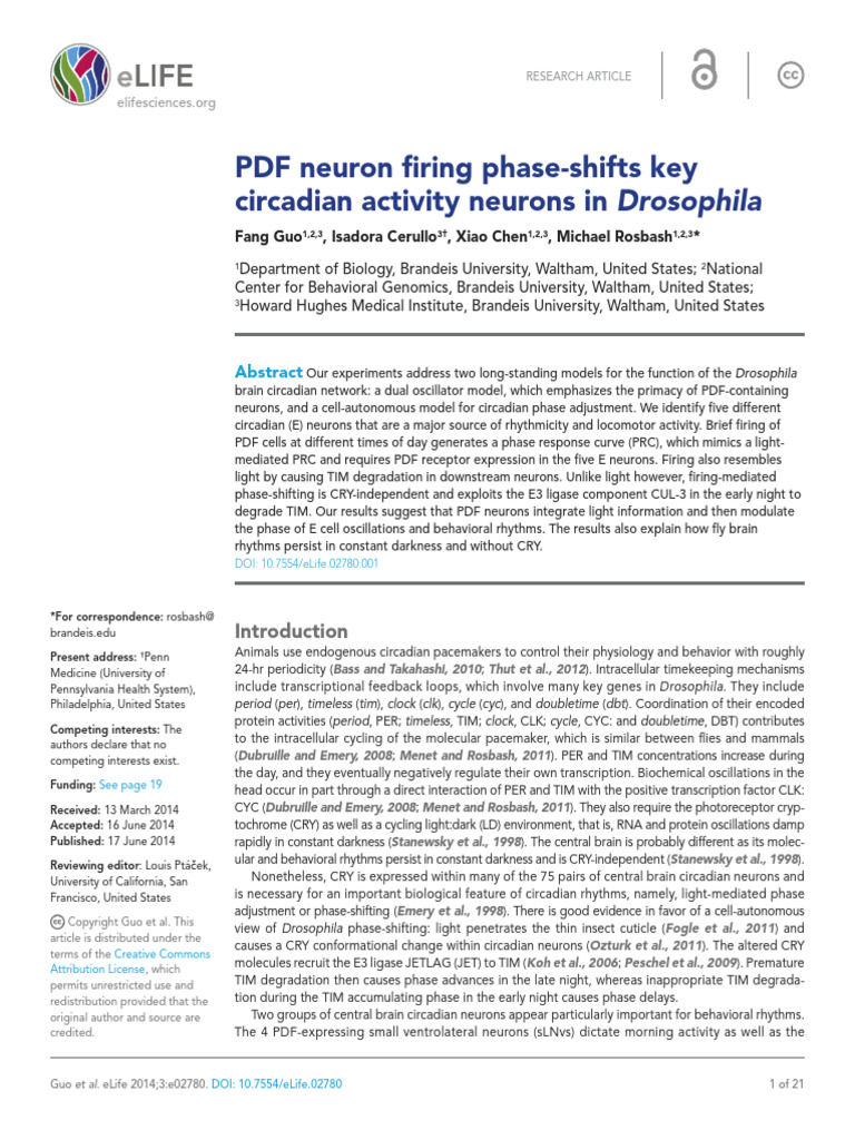 PDF Neuron Firing Phase-Shifts Key Circadian Activity Neurons in Drosophila | Download Free PDF ...