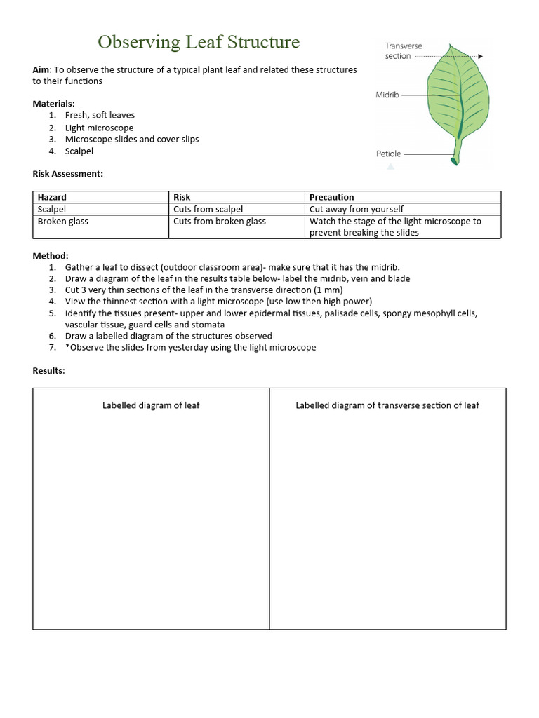 Leaf Structure Observation Guide | PDF | Home & Garden | Technology ...