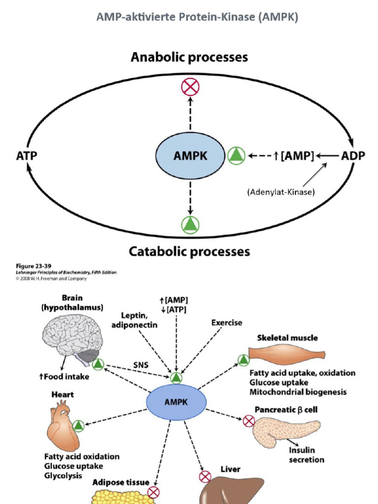 Ampk, PP1, Pp2a, PKC | PDF