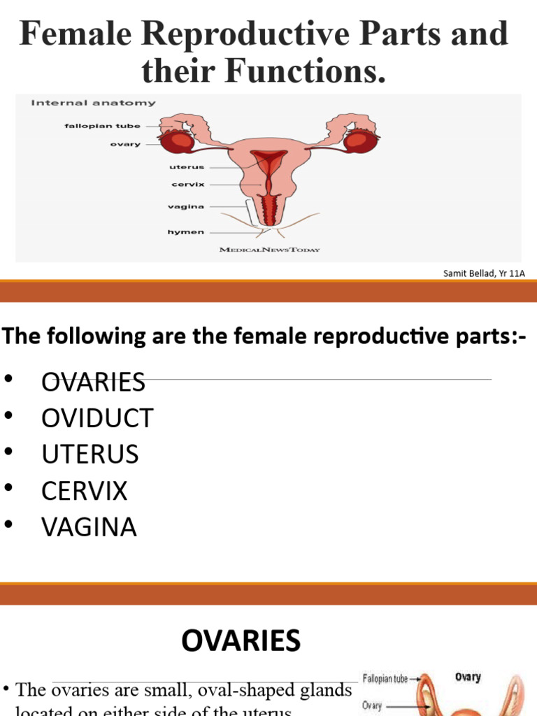 Female Reproductive Parts and Their Functions | PDF