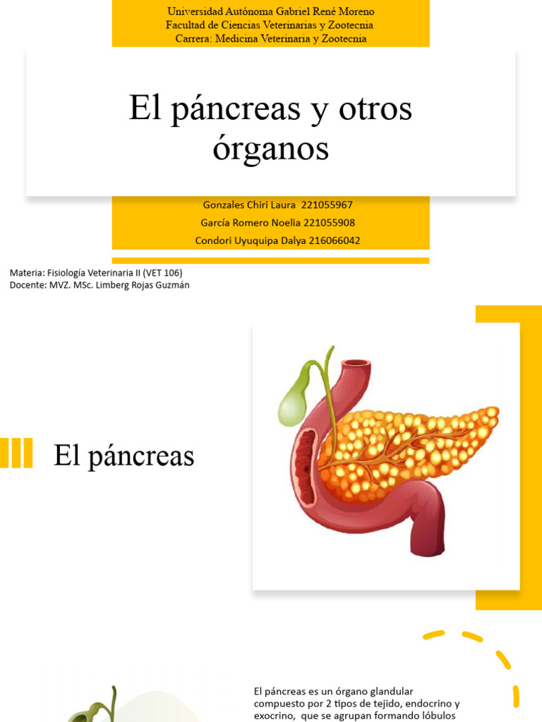 Fisiología 2 El Pancreas | PDF | Páncreas | Anatomía