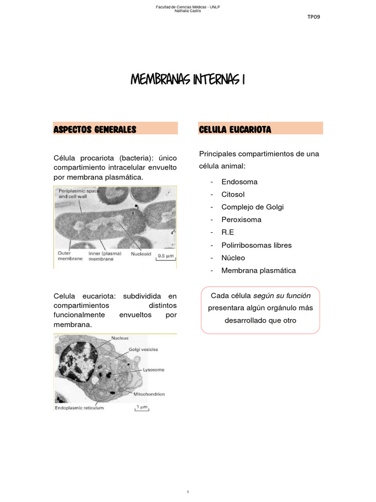 TP9 Membranas Internas I | PDF | Nucleo celular | Retículo endoplásmico