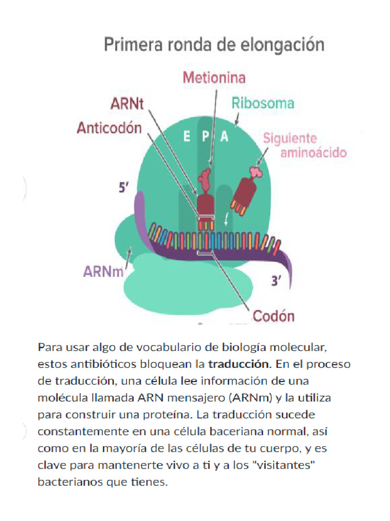 Replicacion Del Adn y Transcripcion Del Rna | PDF