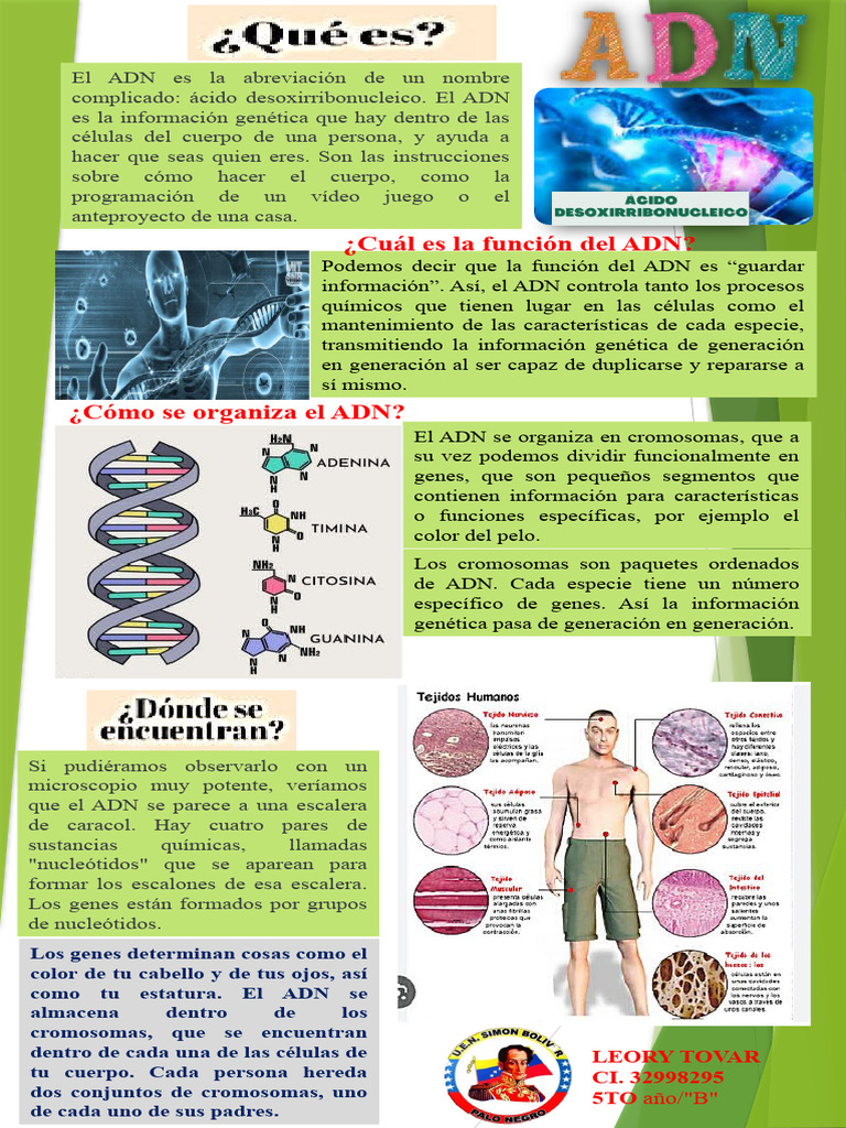 Infografia Adn | Descargar gratis PDF | Adn | Gene
