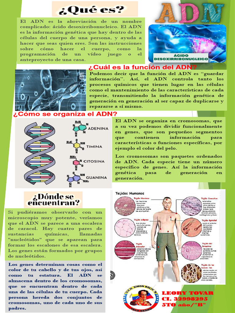 INFOGRAFIA Adn | PDF | Adn | Gene