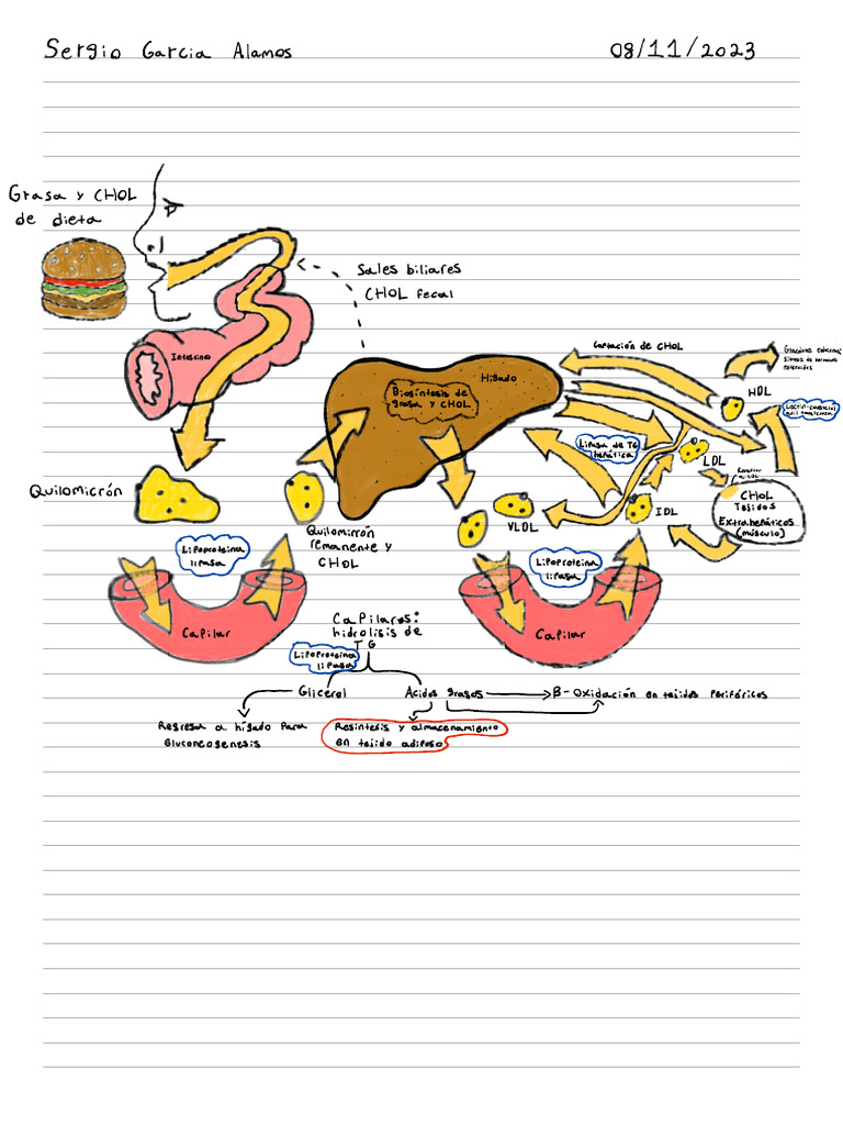 Dibujo digestión de lípidos u4d | PDF