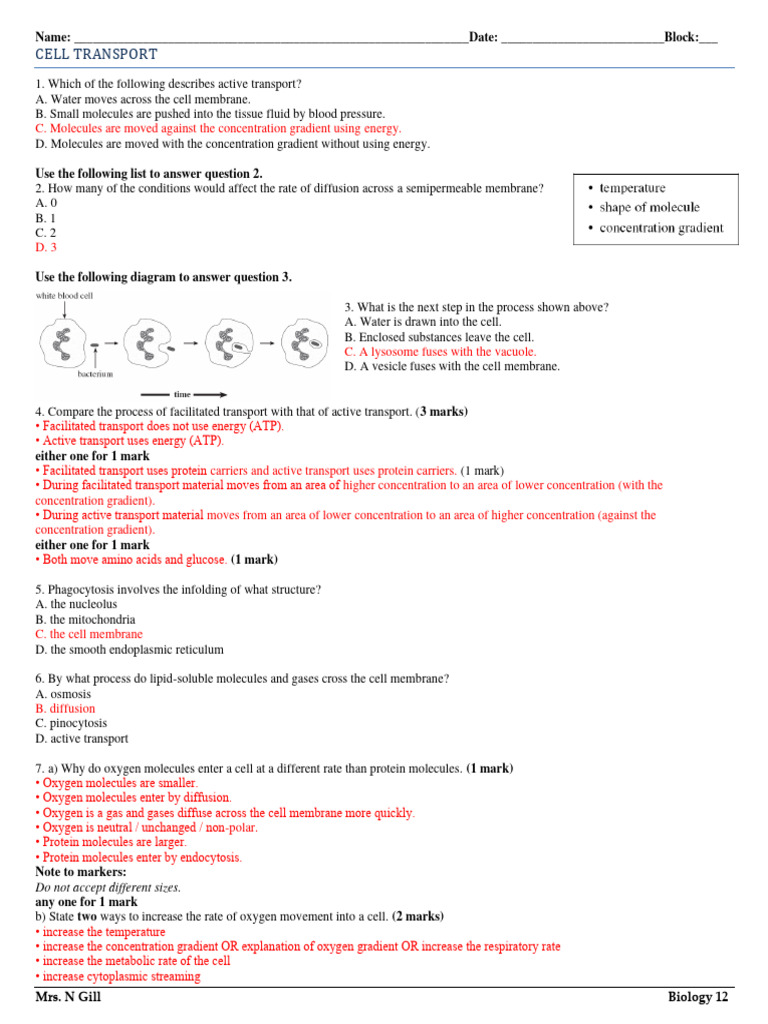 21 Questions Cell Transport Answer Key | PDF | Osmosis | Cell Membrane