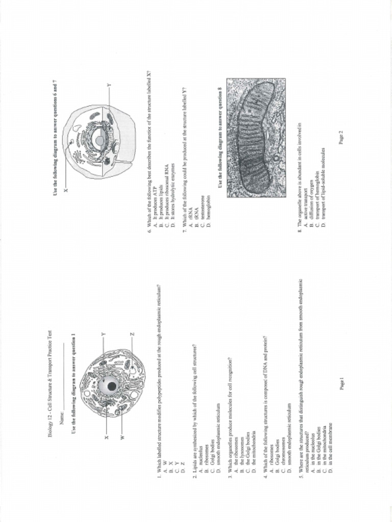 Cell Structure Transport Practice Test Part 1 1b9bzad | PDF