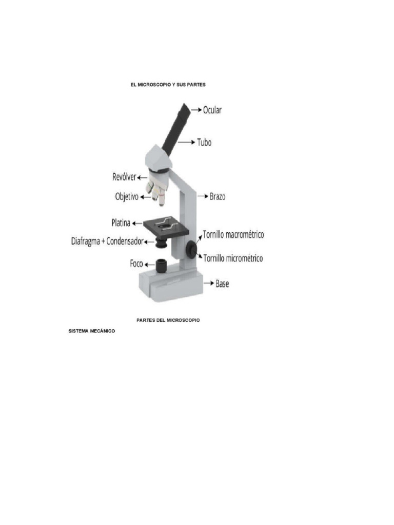 Partes Del Microscopio | PDF