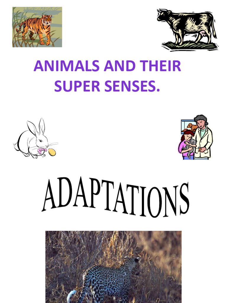 Animals and Their Super Senses Lesson 1 | Download Free PDF | Senses ...