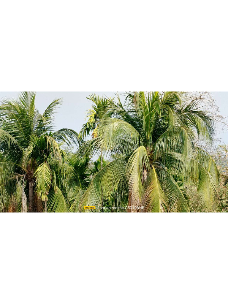 Coconut Tree | PDF