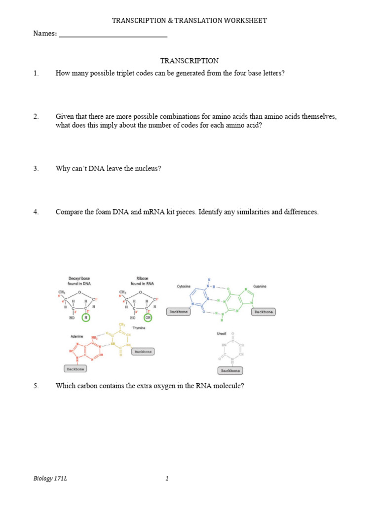 Translation - Transcription Worksheet | PDF | Translation (Biology) | Dna
