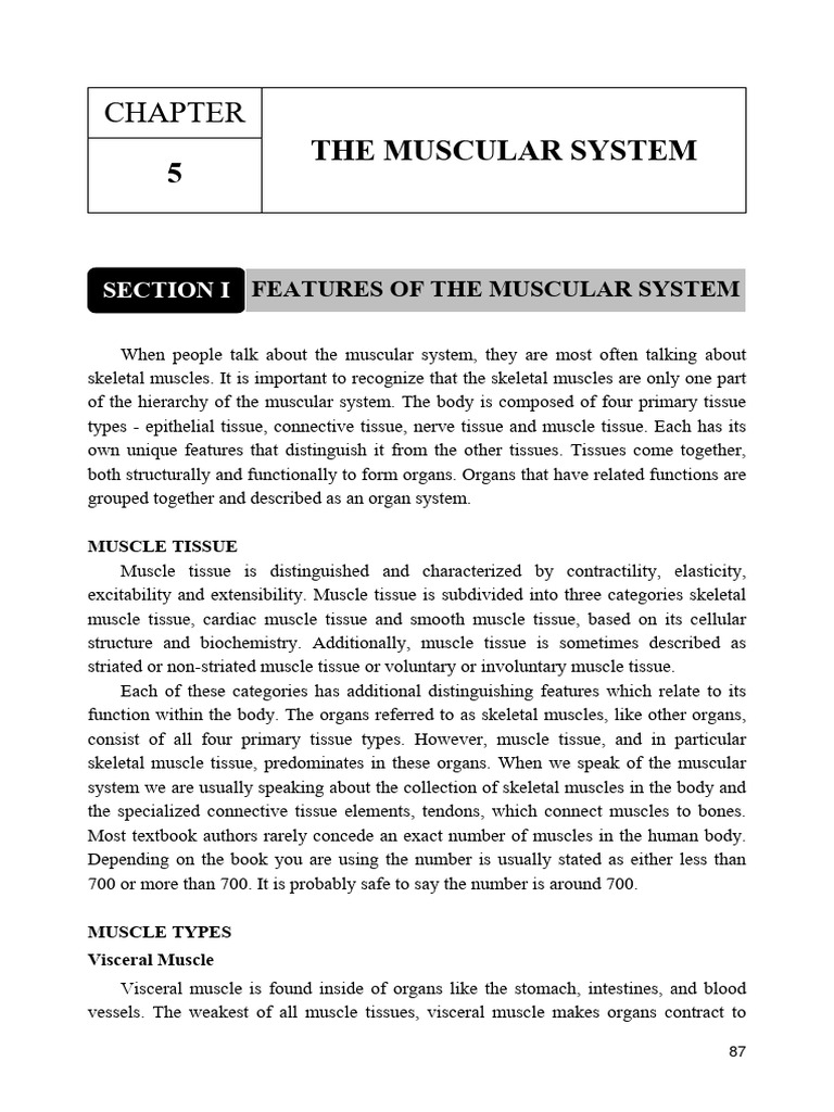 Reading 4 the Muscular System | PDF | Skeletal Muscle | Neuromuscular ...