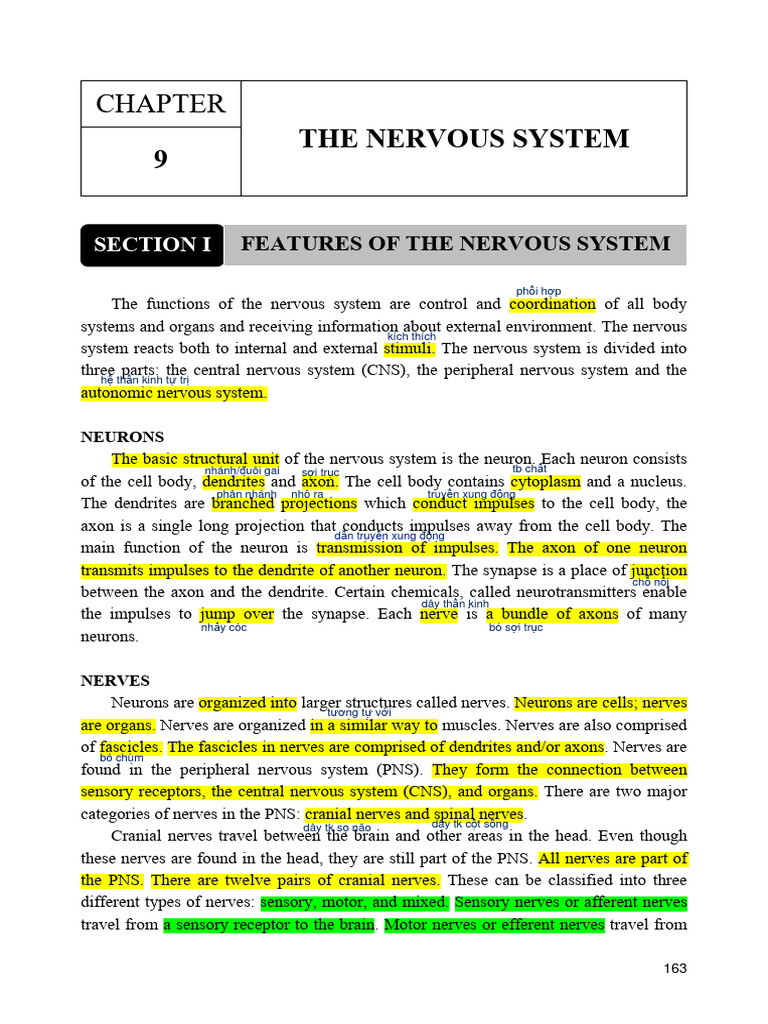 Reading 7 The Nervous System | PDF | Nerve | Central Nervous System