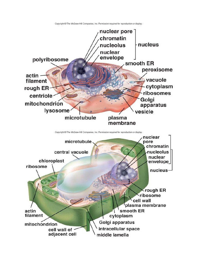 CELLS DIAGRAMS | PDF