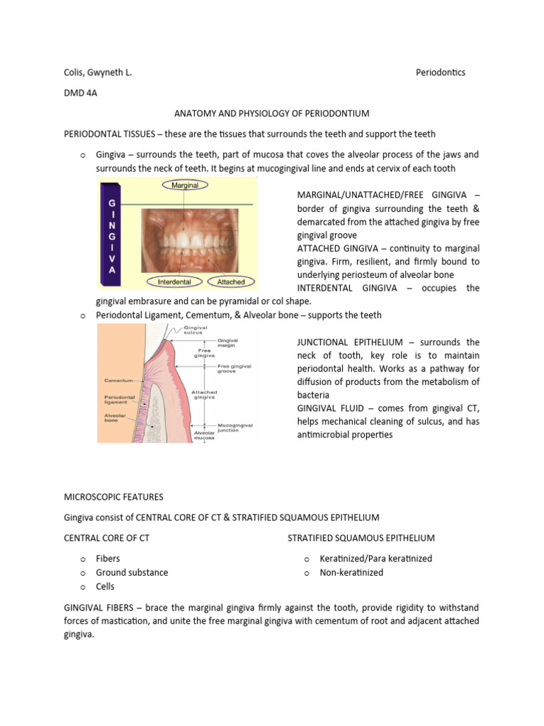 Anatomy and Physiology of Periodontium | PDF | Human Tooth | Anatomy