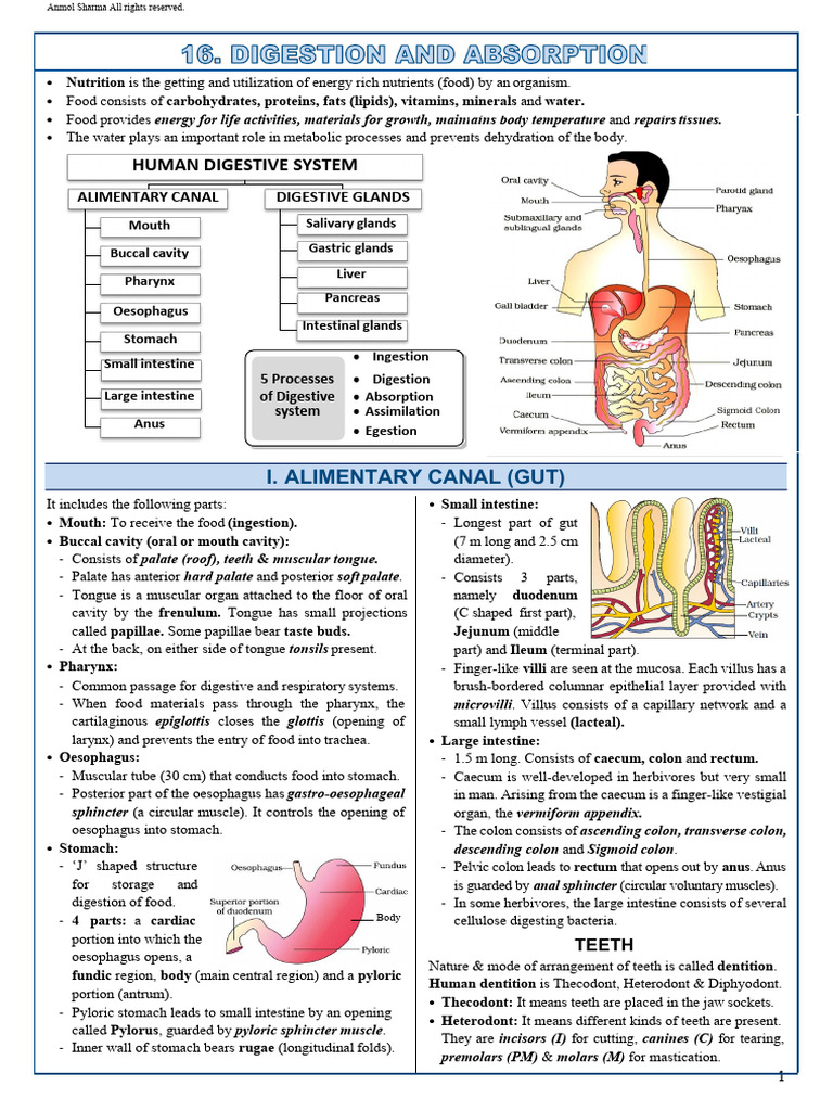 Digestive System Overview | PDF | Digestion | Human Digestive System