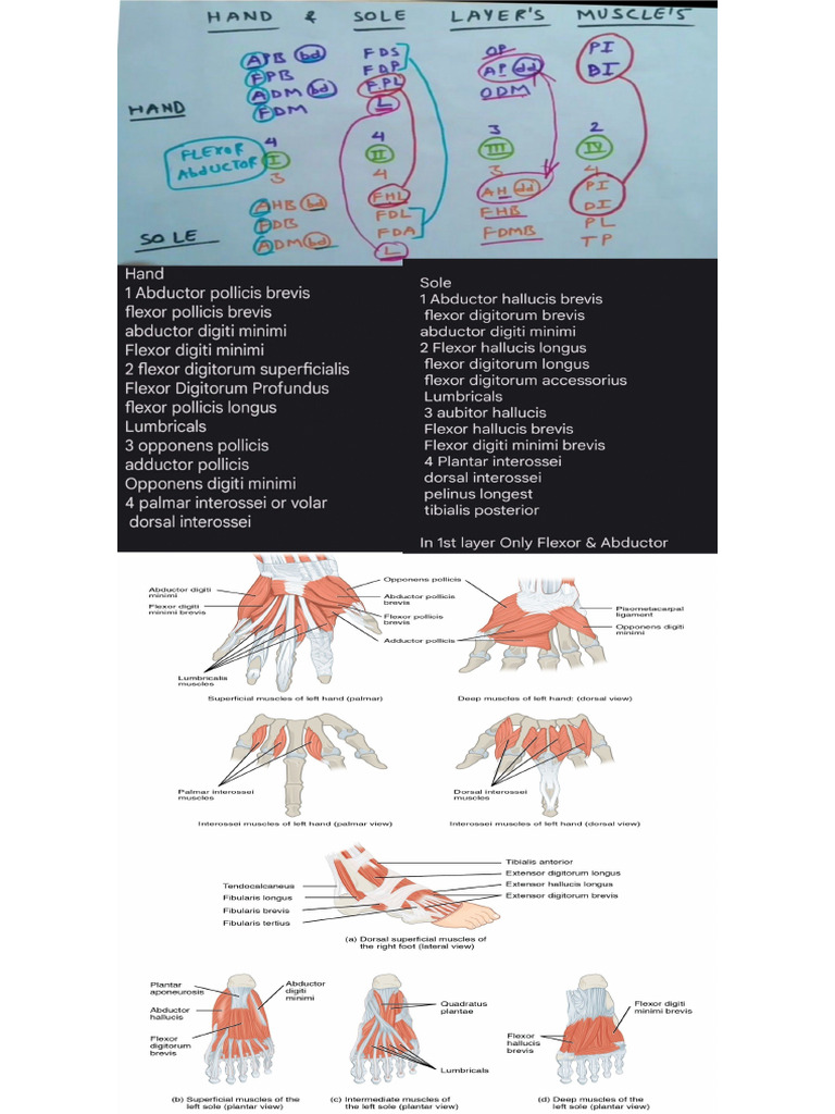 Hand and Sole Layer | PDF