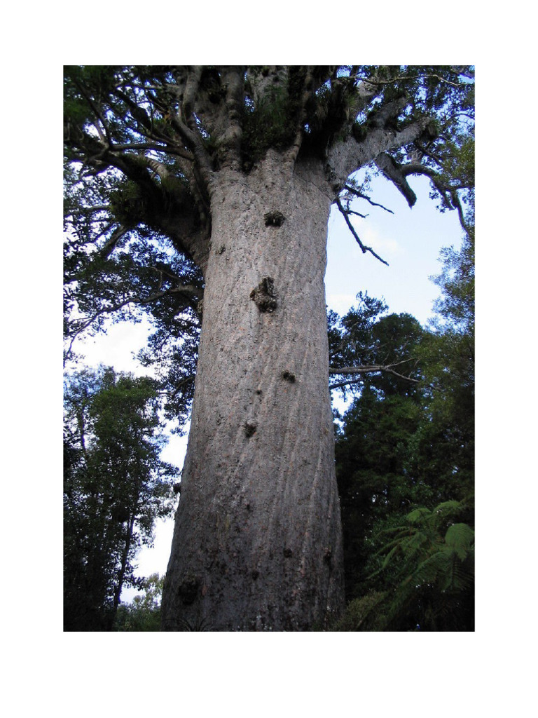 Kauri | PDF