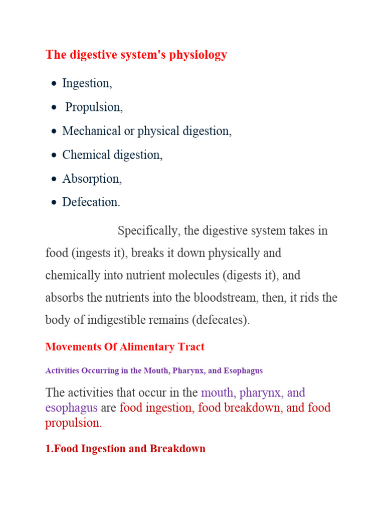 Digestive System Physiology | PDF | Digestion | Stomach