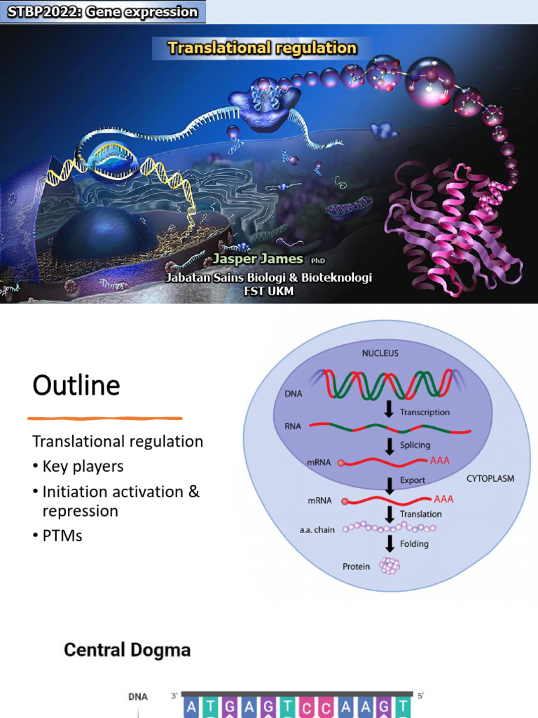 Lecture 5 - Translational Regulation | PDF | Translation (Biology ...