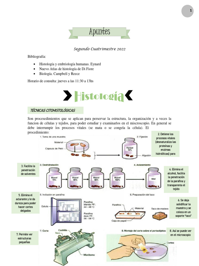 APUNTES (Biología Animal) | PDF | Epitelio | Morfología (biología)