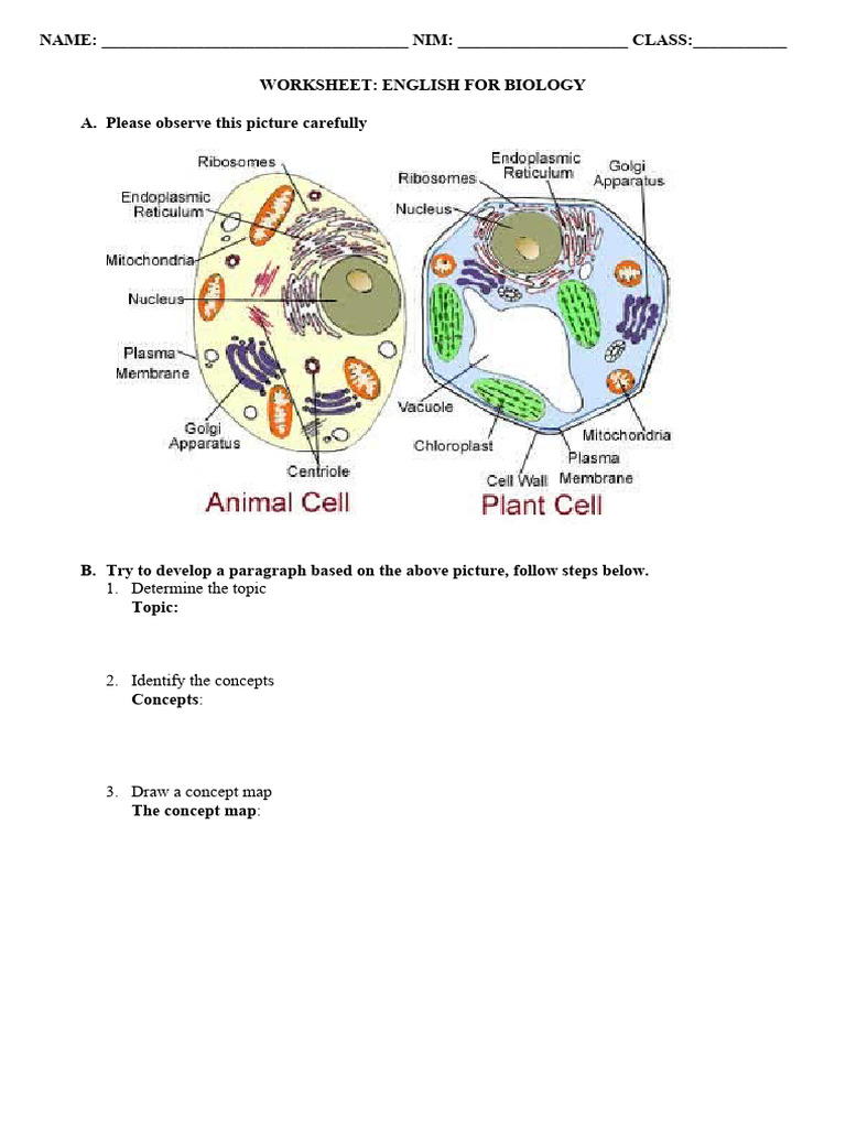 Worksheet Developing Paragraph Pdf