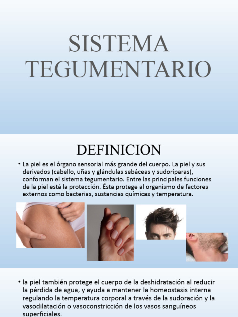 Sistema Tegumentario - 080108 | Descargar gratis PDF | Piel | Quemar
