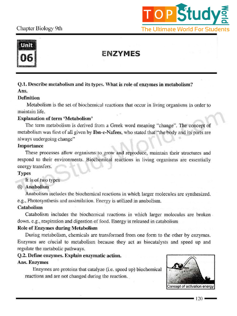 Chapter 6 Enzymes | PDF