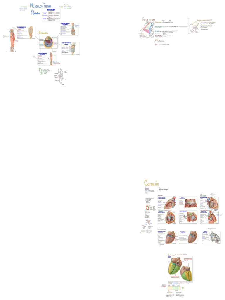 Anatomía (parcial 3) | PDF