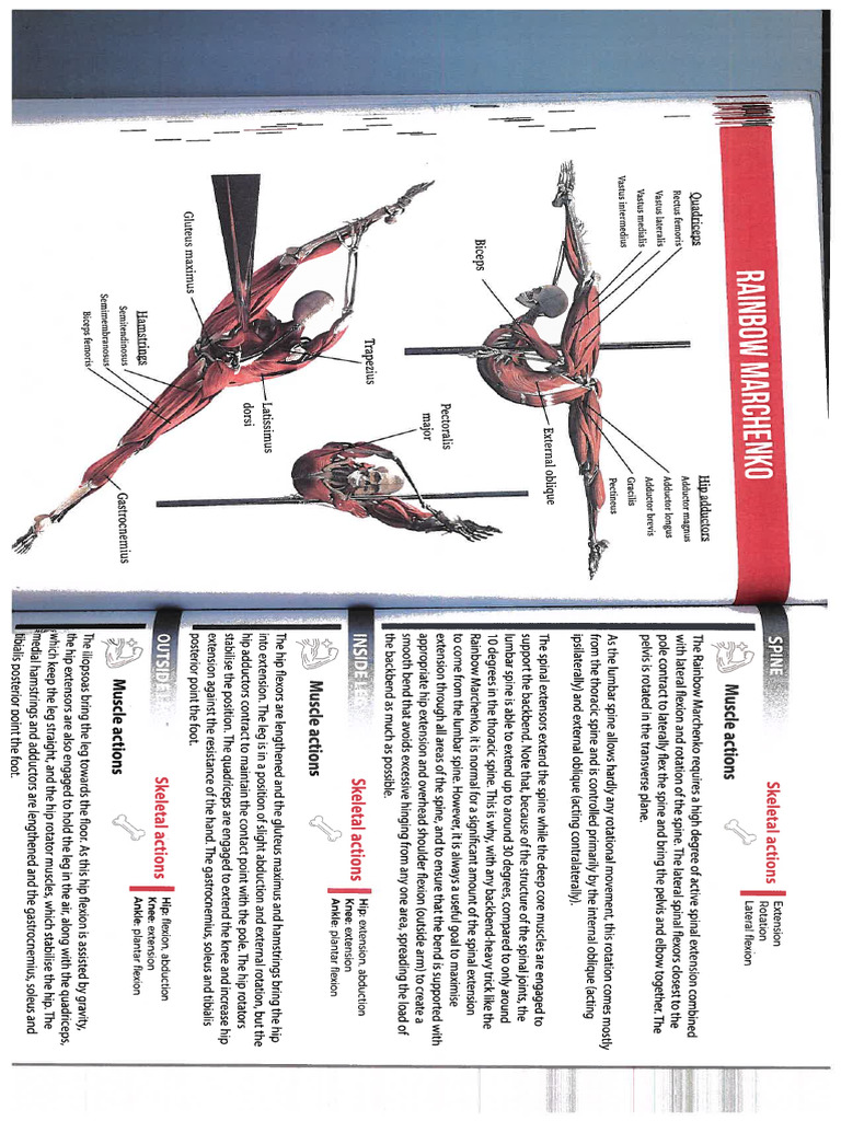 Pole Anatomy | PDF
