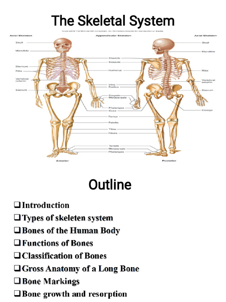Skeletal System (2) - 2 | PDF | Bone | Skeleton
