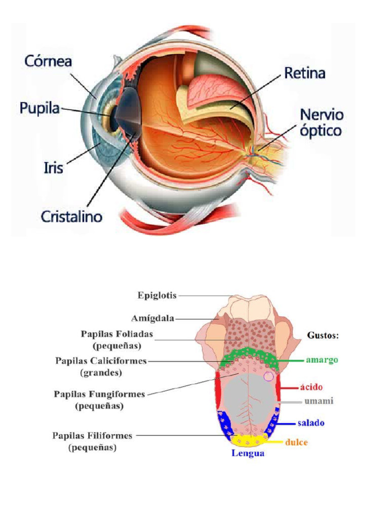 5 Sentidos y Sus Partes | PDF