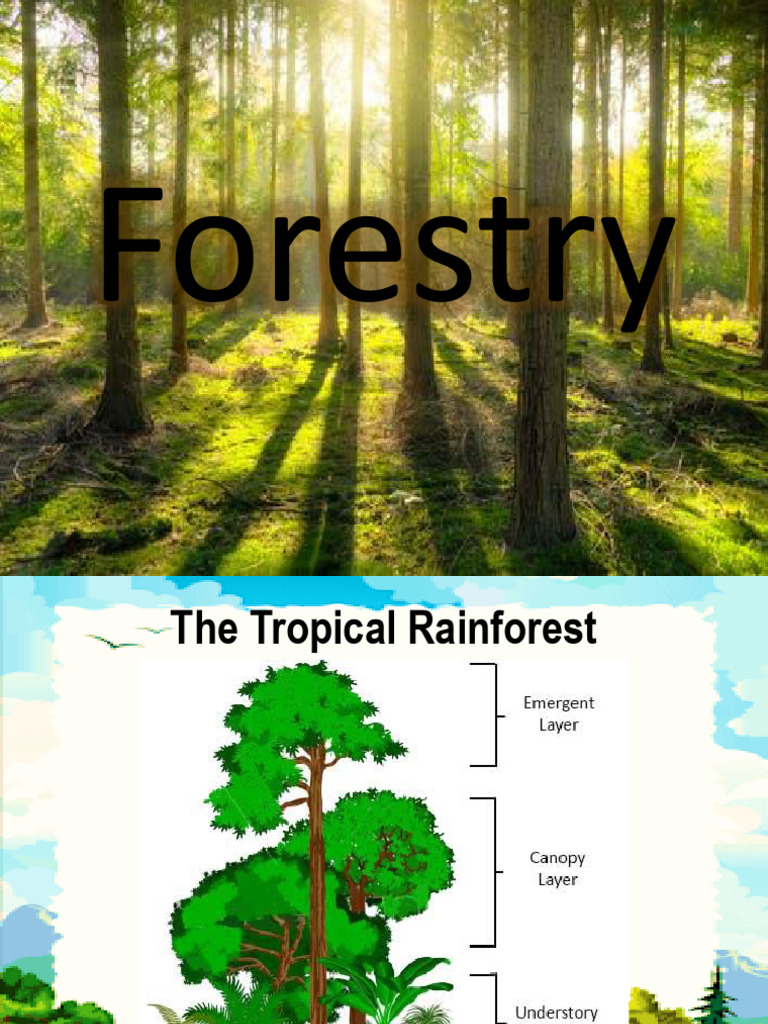 Lesson 8 Forestry | Download Free PDF | Rainforest | Forests