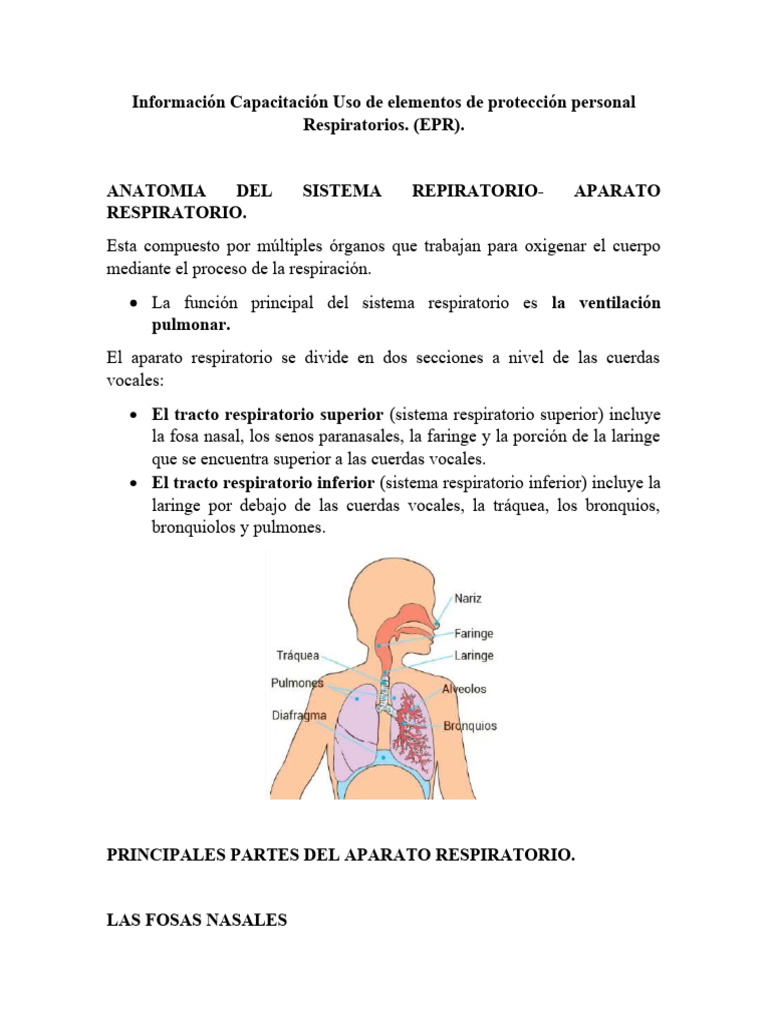 Epps Respiratorios. | PDF | Sistema respiratorio | Pulmón