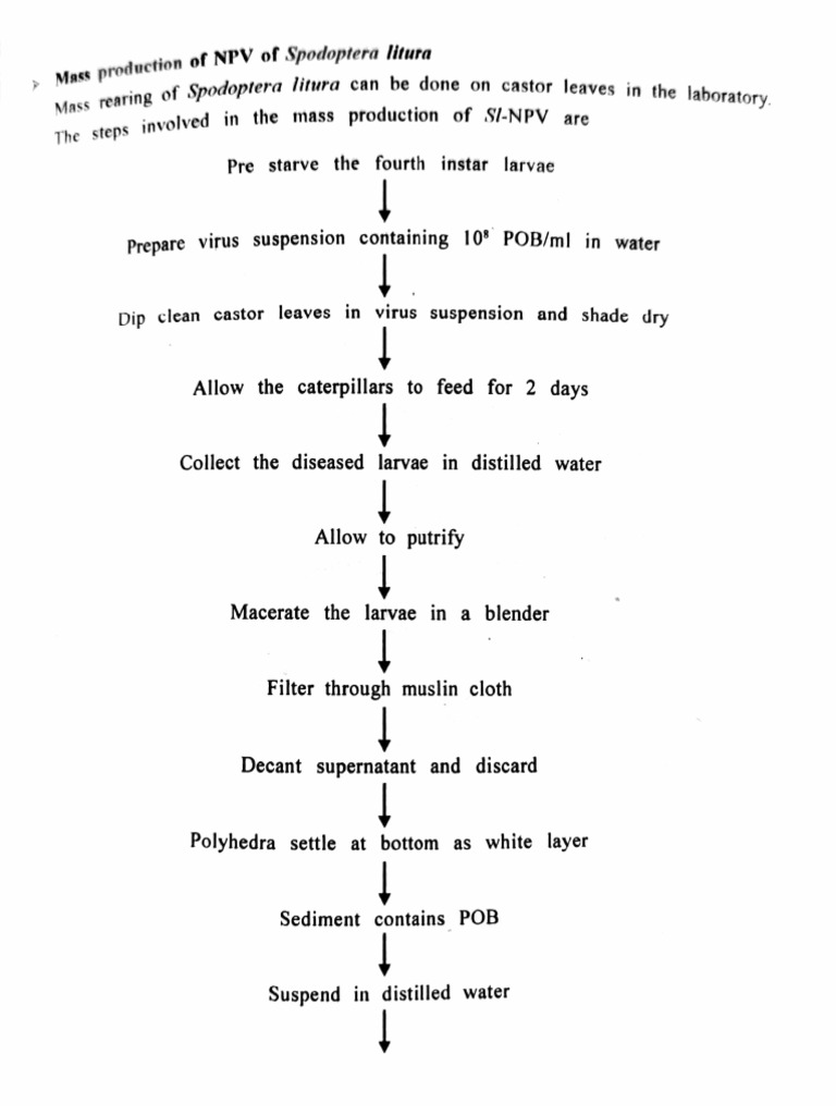 Mass Multiplication of NPV-1 | PDF | Science & Mathematics