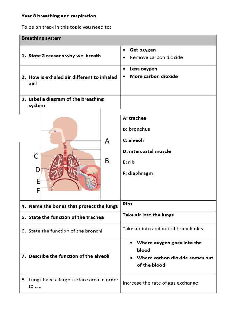 Year 8 Breathing and Respiration | PDF | Respiratory System | Breathing