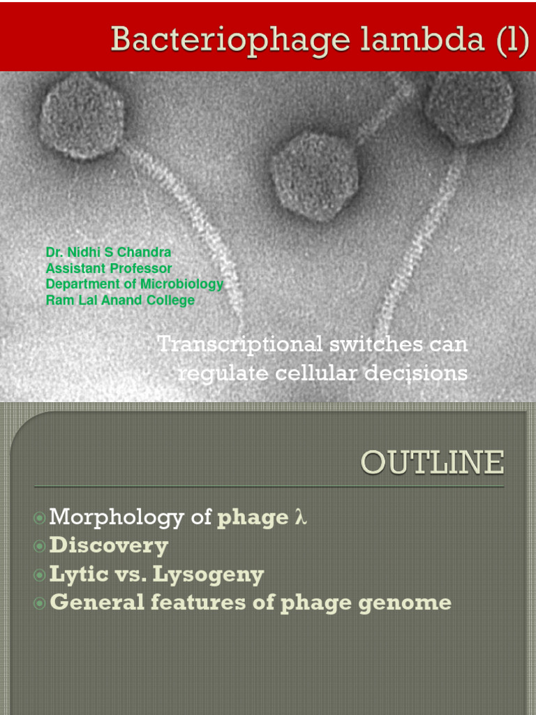 Bacteriophage Lambda | PDF | Bacteriophage | Organisms