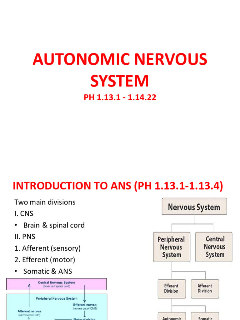 Autonomic Nervous System | PDF