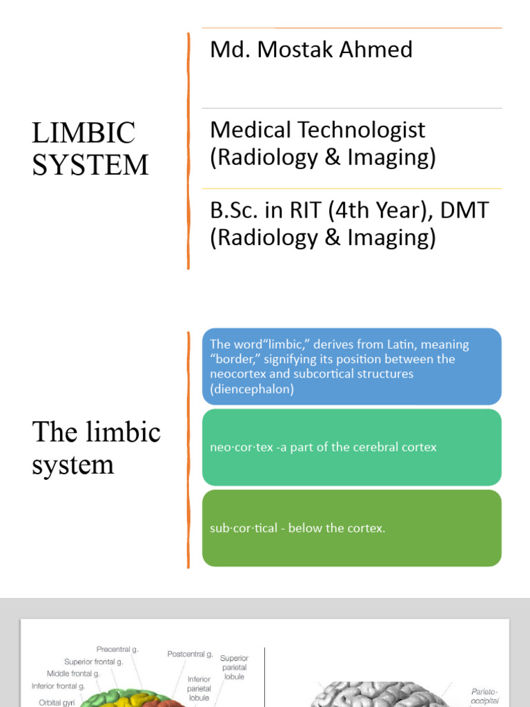 Limbic System Brain | PDF | Limbic System | Hippocampus