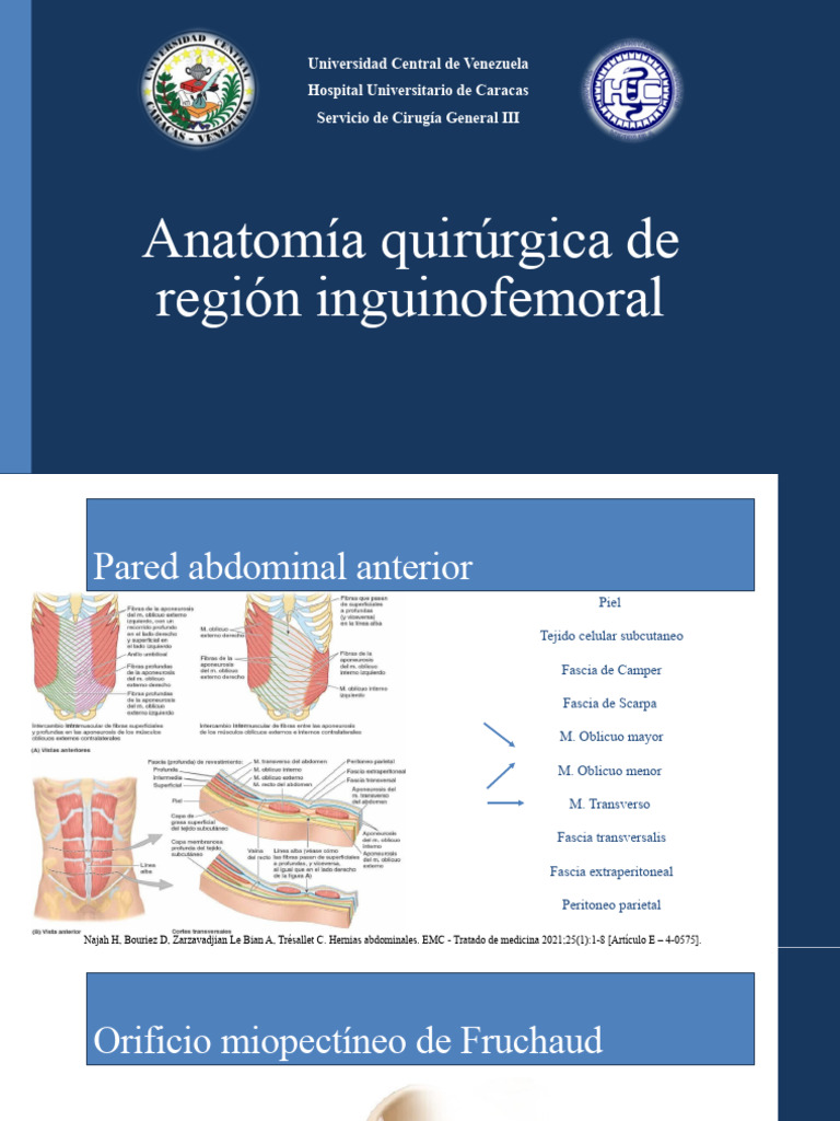 Anatomía Quirúrgica de Región Inguinofemoral | PDF | Abdomen | Anatomía ...