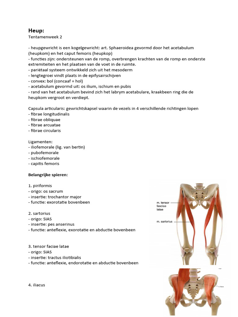 Heup Definitief | PDF
