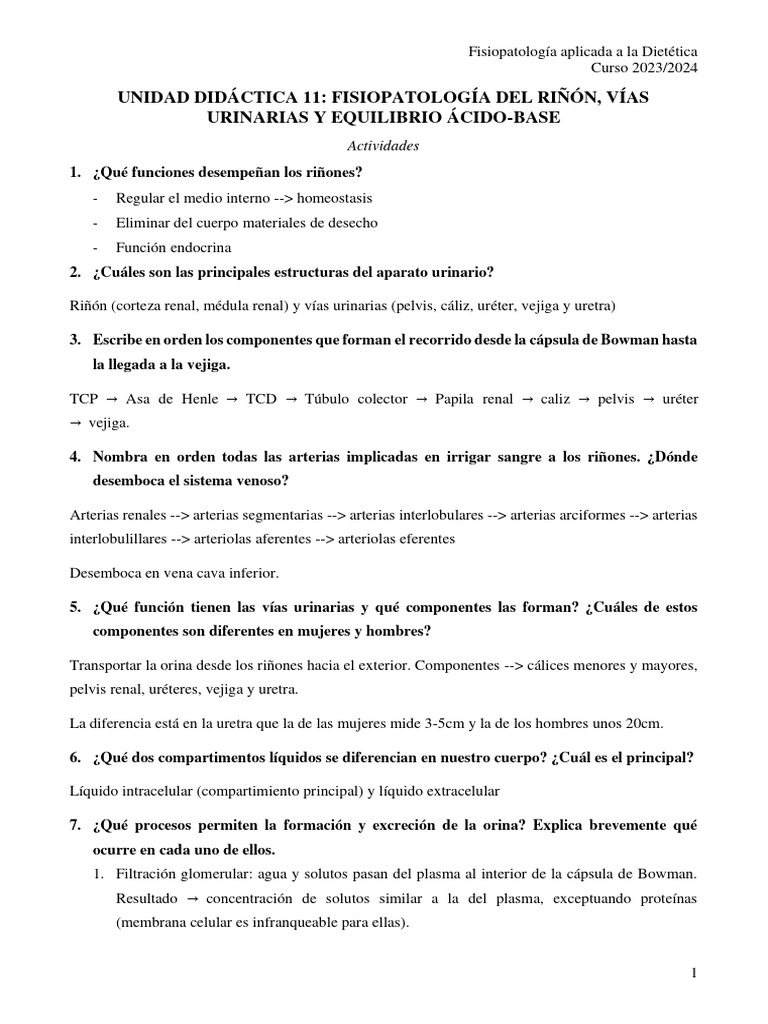 UD11 Actividades | PDF | Riñón | Sistema urinario